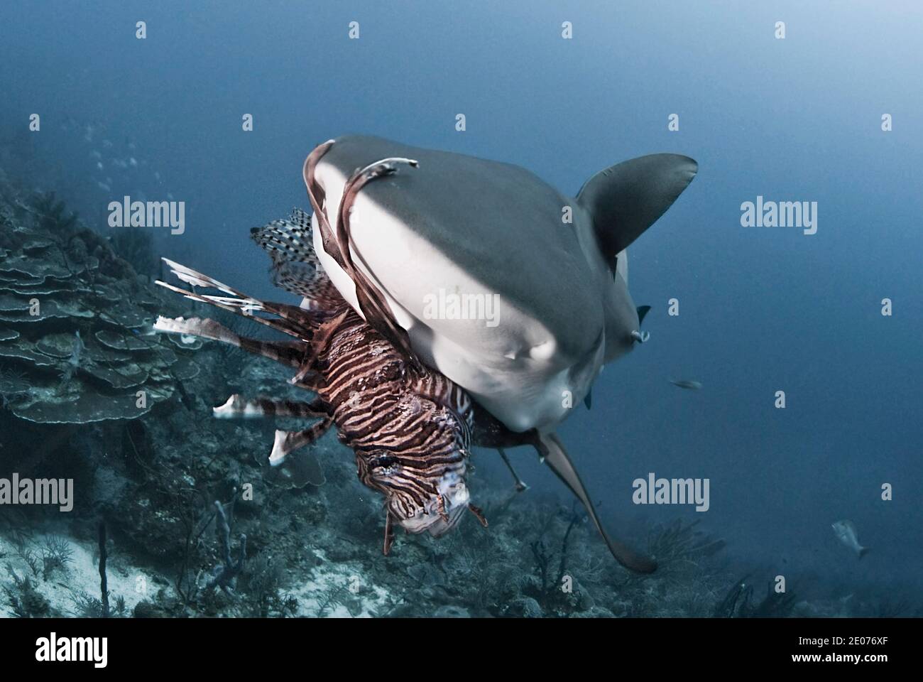 Caribbean Reef Shark Diet Caribbean Reef Shark Carcharhinus Perezi