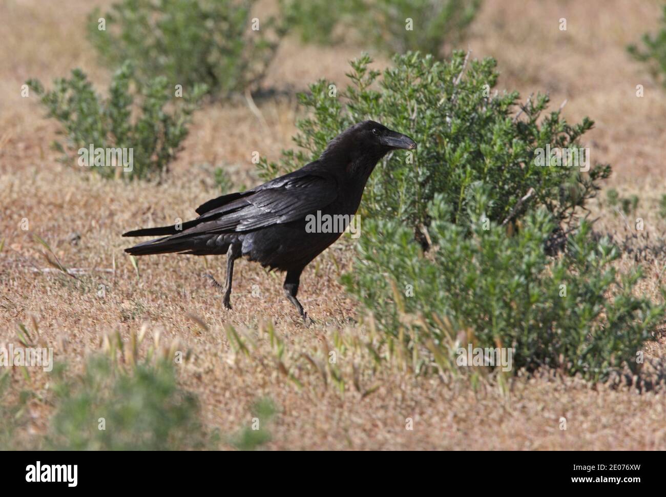 Walking raven hi-res stock photography and images - Alamy