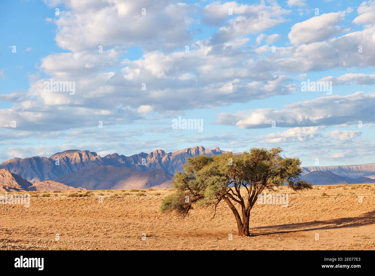 Namibian landscape with tree Stock Photo - Alamy