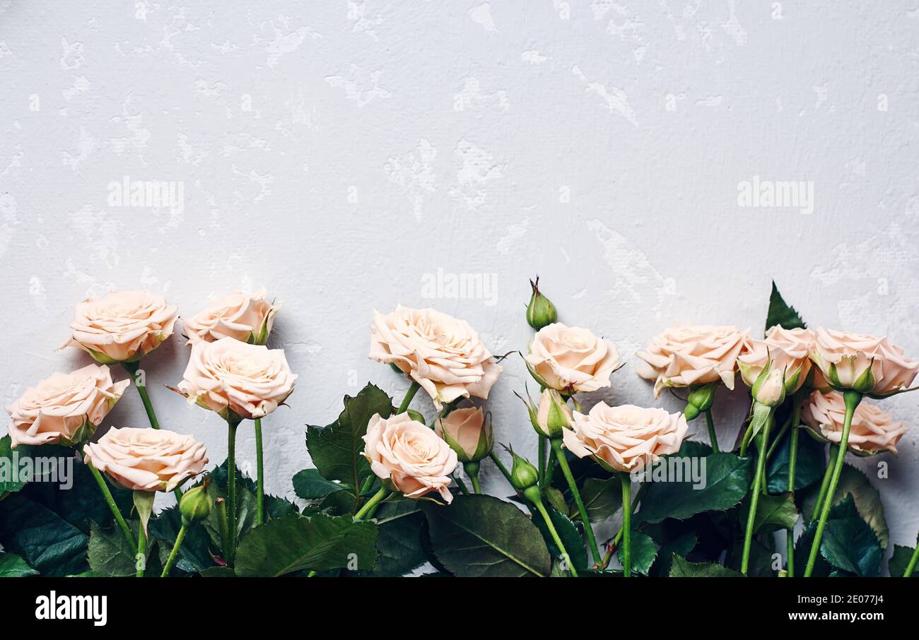 Border of beige roses flowers on a light blue background Stock Photo ...