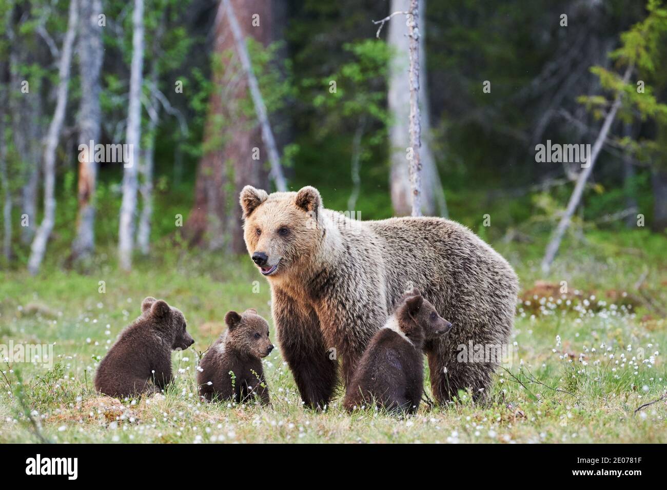 Mother brown bear protecting her three little cubs Stock Photo - Alamy