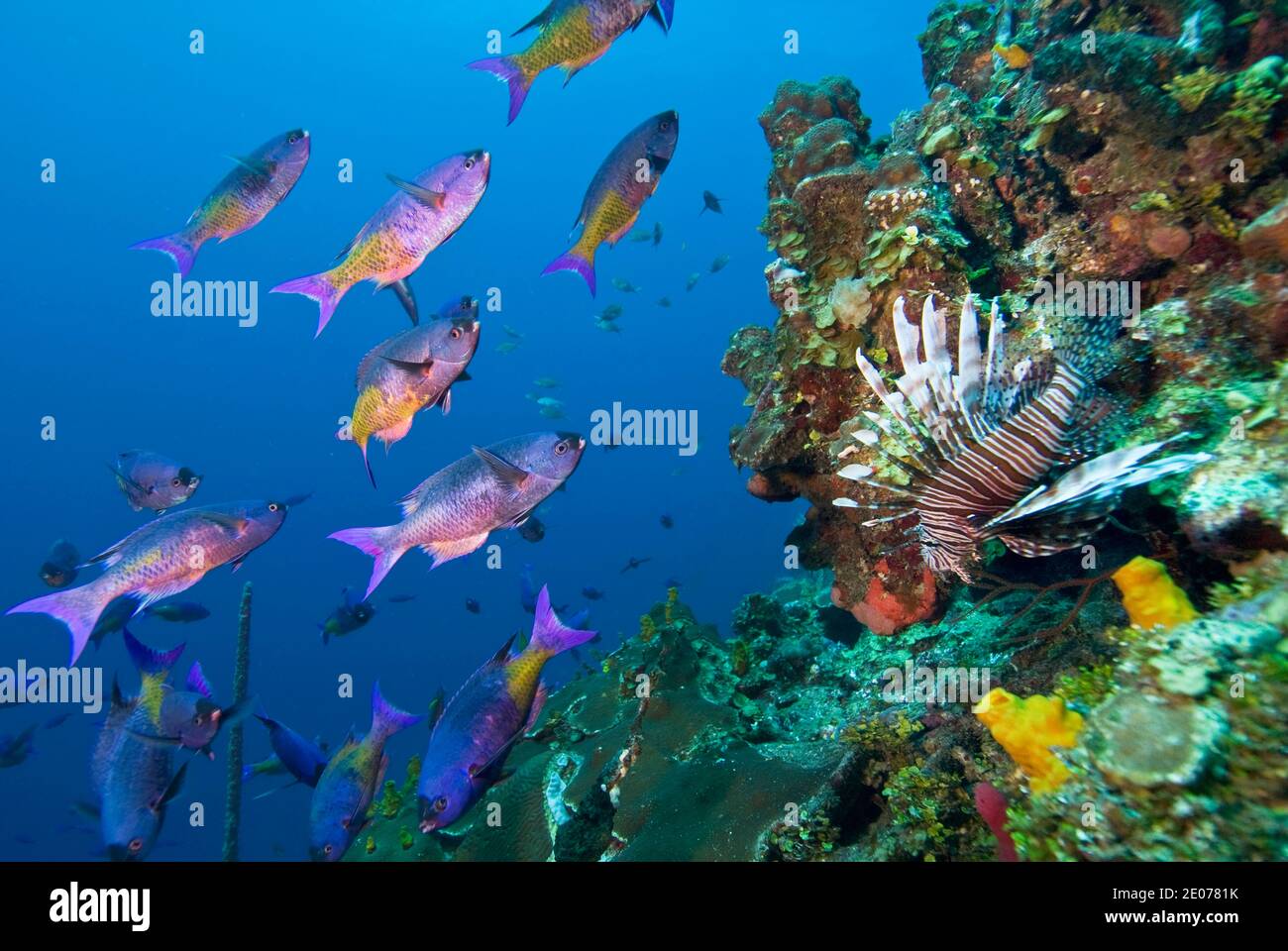 Creole wrasse (Clepticus parrae) and lionfish (Pterois volitans ...