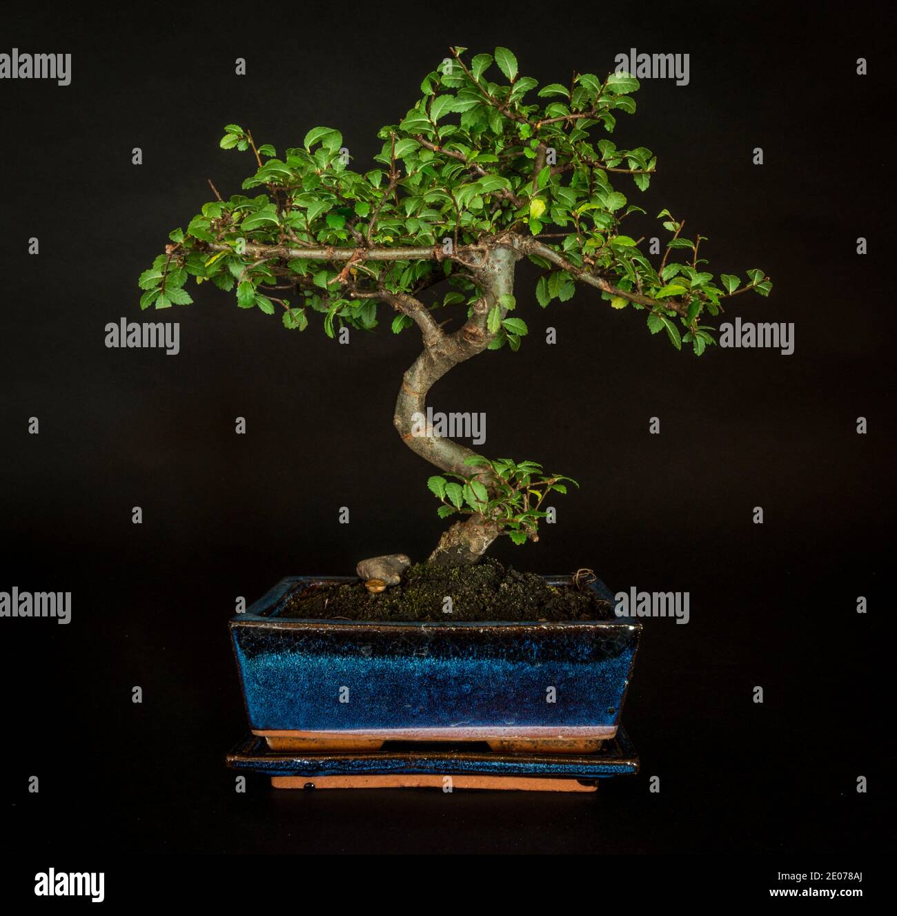 Japanese tree of life hi-res stock photography and images - Alamy