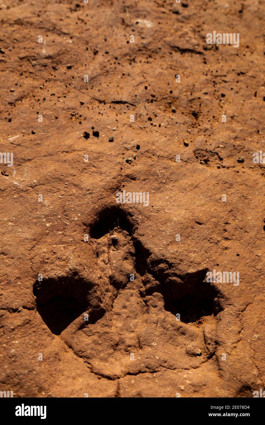 Megapnosaurus track at BLM's Warner Valley Dinosaur Track Site near St ...
