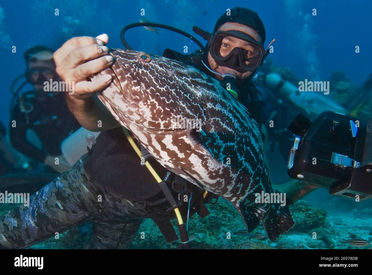 Diver holding black grouper (Mycteroperca bonaci)), Roatan, Bay Islands ...