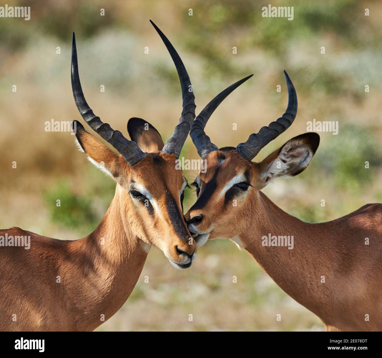 Two male black faced impala photographed in Namibia Stock Photo - Alamy