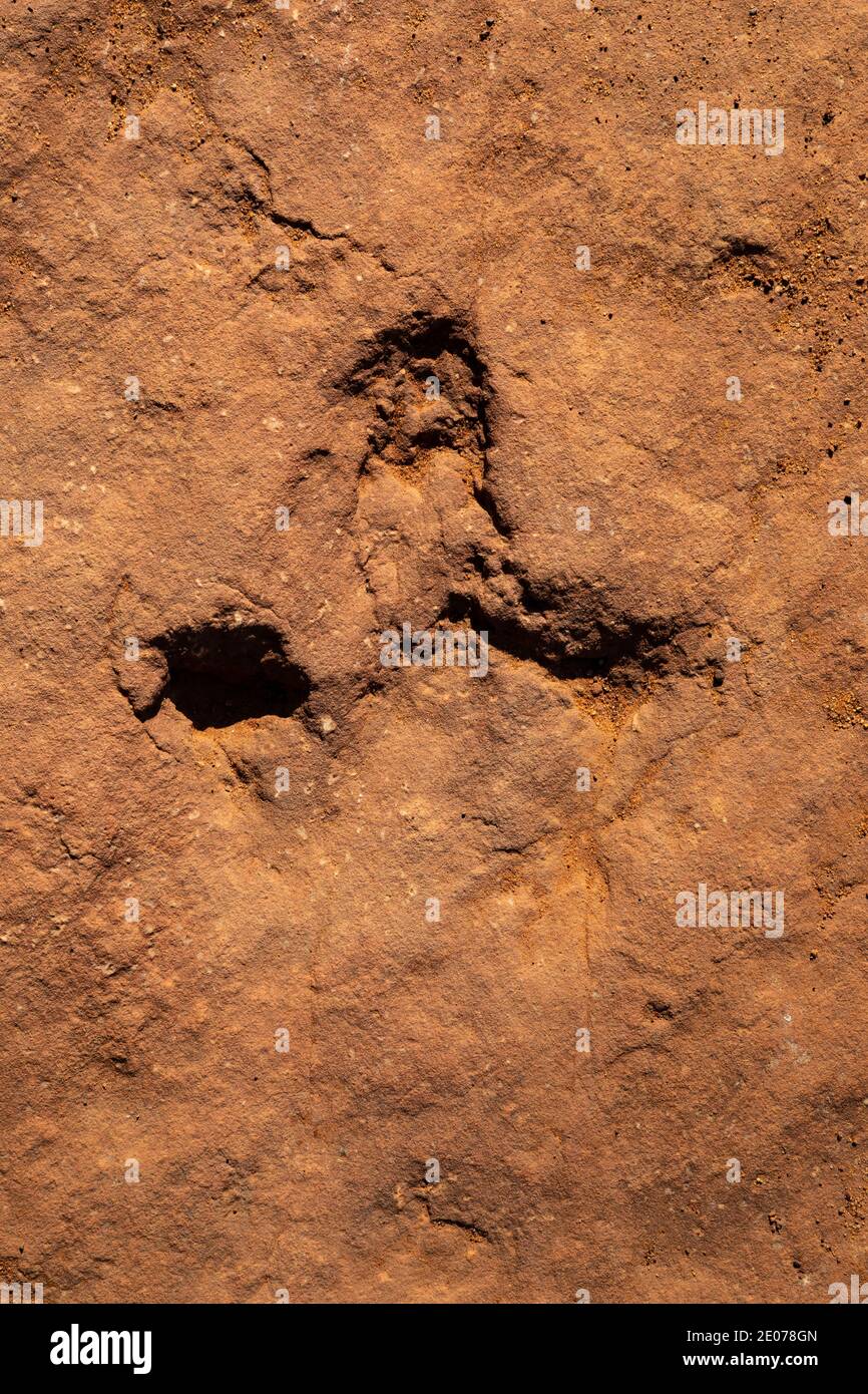 Megapnosaurus, a meat-eating, bipedal, theropod dinosaur track at BLM's ...