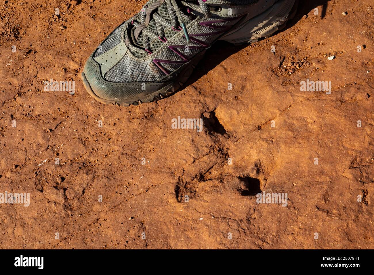 Megapnosaurus, a meat-eating, bipedal, theropod dinosaur track at BLM's ...