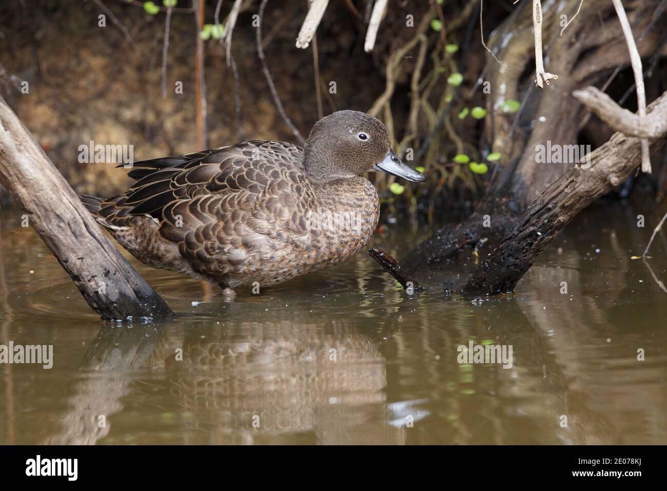New zealand teal anas chlorotis hi-res stock photography and images - Alamy