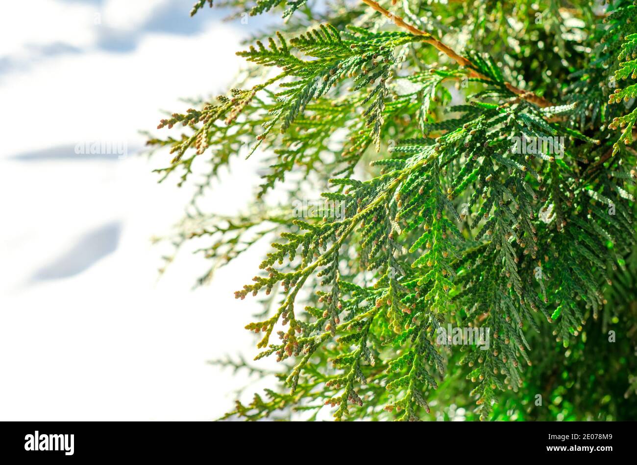 Green conifer tree hi-res stock photography and images - Alamy
