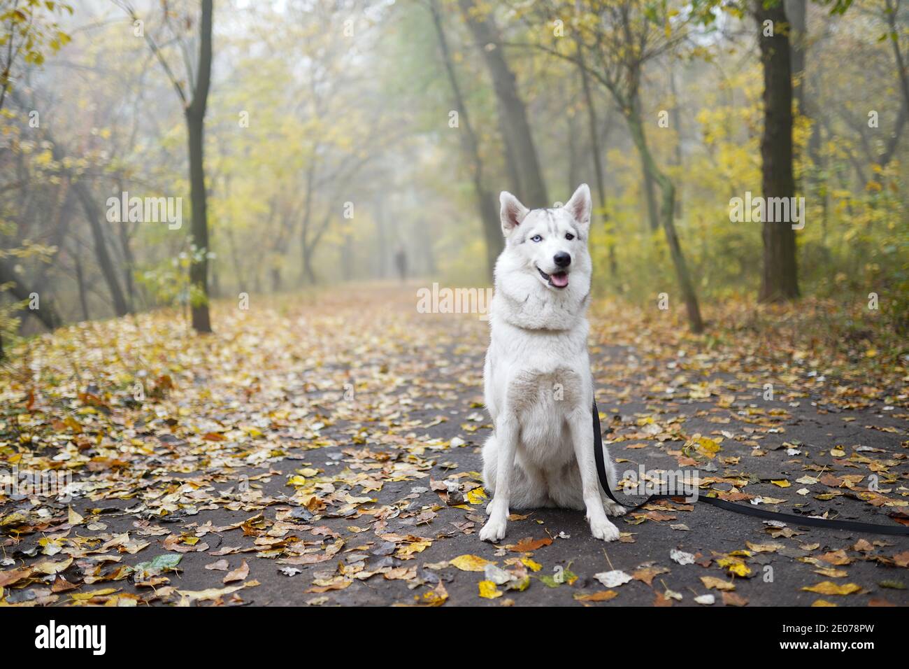 Siberian forest adventure hi-res stock photography and images - Alamy
