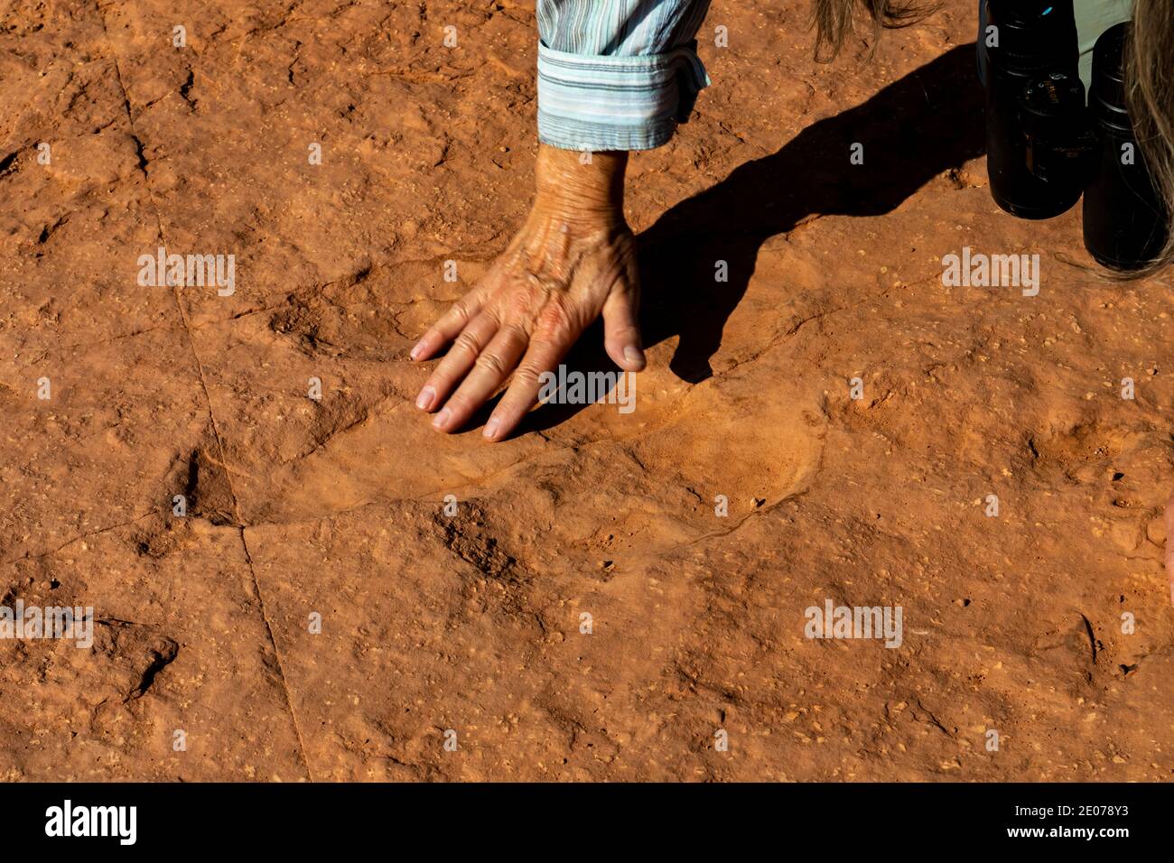 Track of a Dilophosaurus meat-eating, bipedal theropod dinosaur that ...