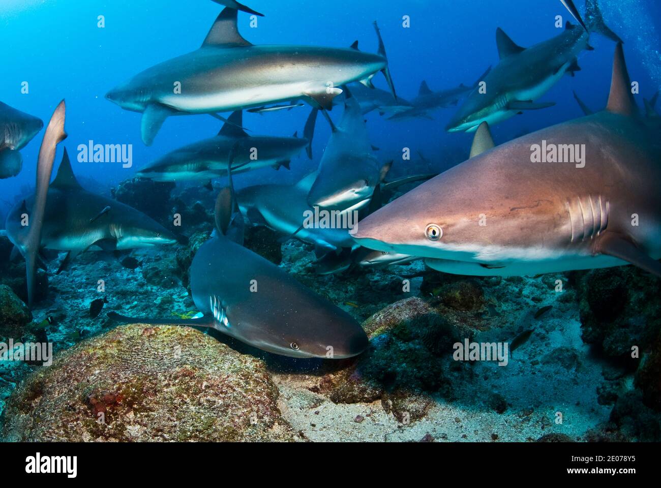 Caribbean reef shark (Carcharhinus perezi Stock Photo - Alamy
