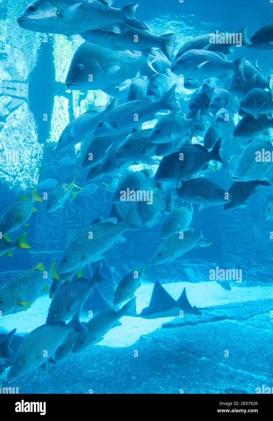 Inside an aquarium hi-res stock photography and images - Alamy