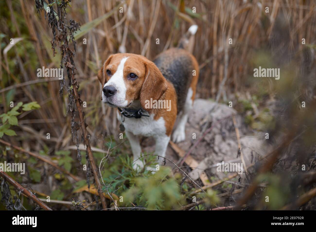 Family beagle dog outdoor hi-res stock photography and images - Alamy