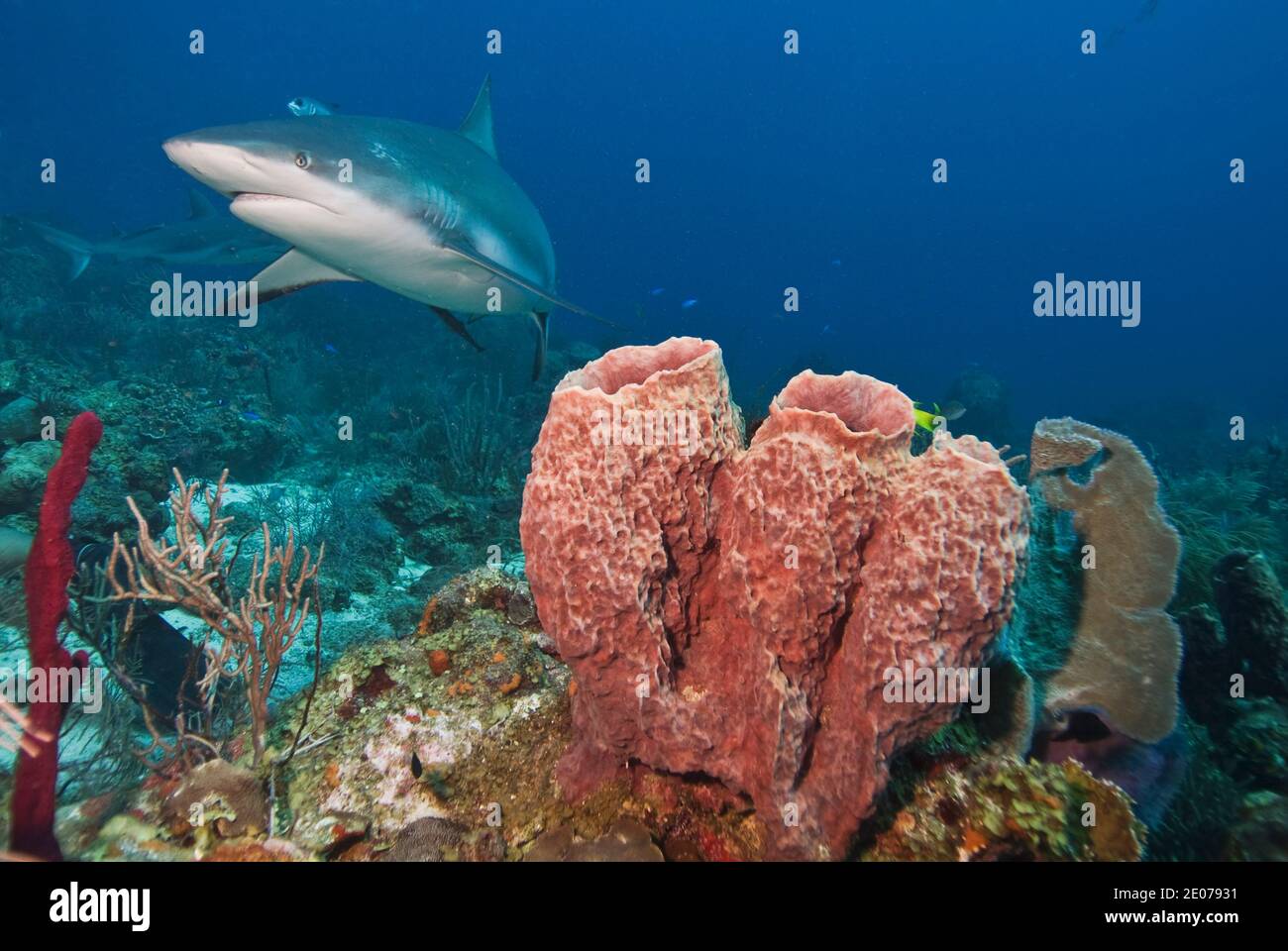 Caribbean reef shark (Carcharhinus perezi) swimming over giant barrel ...