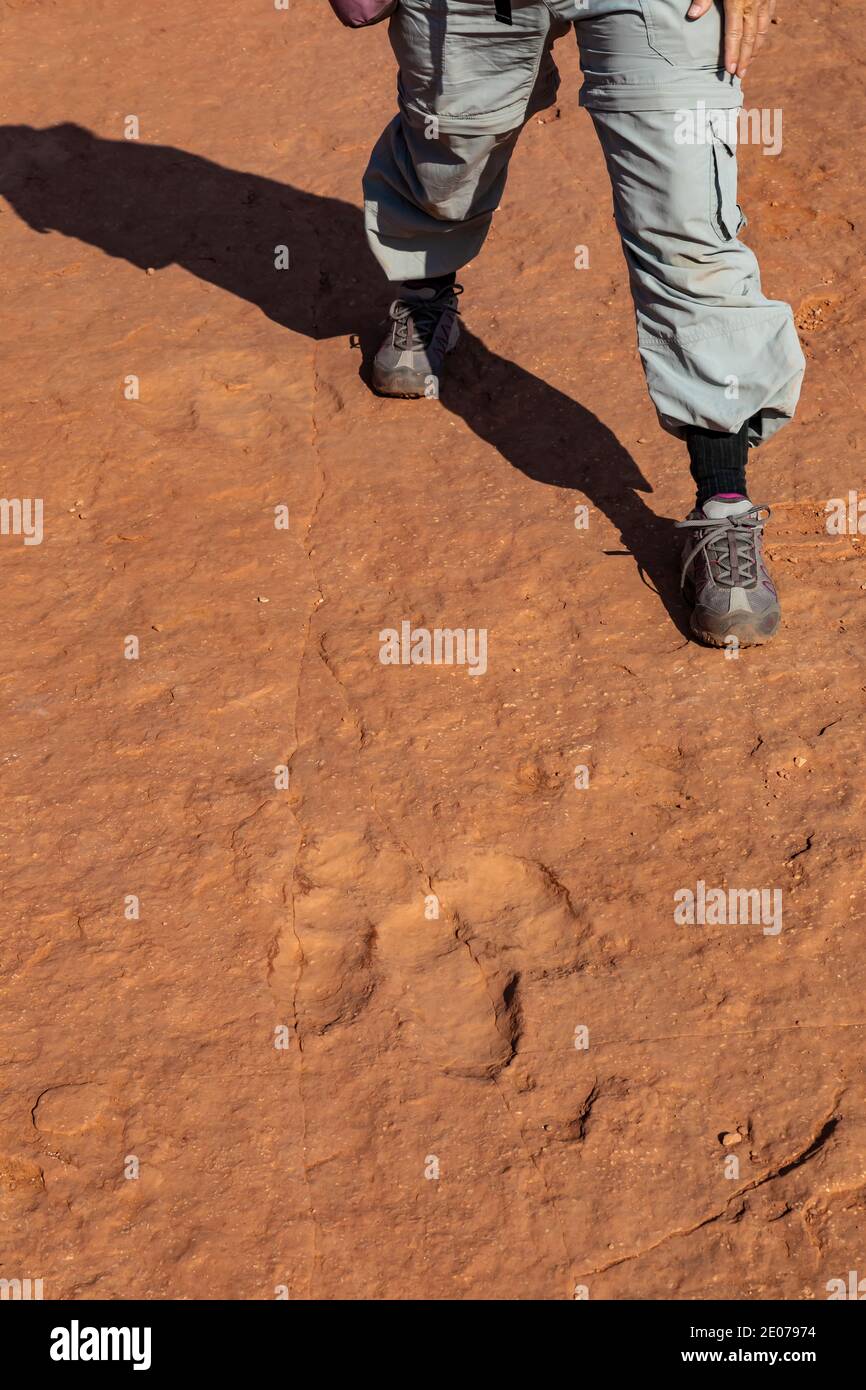 Trackway of a Dilophosaurus meat-eating, bipedal theropod dinosaur that ...