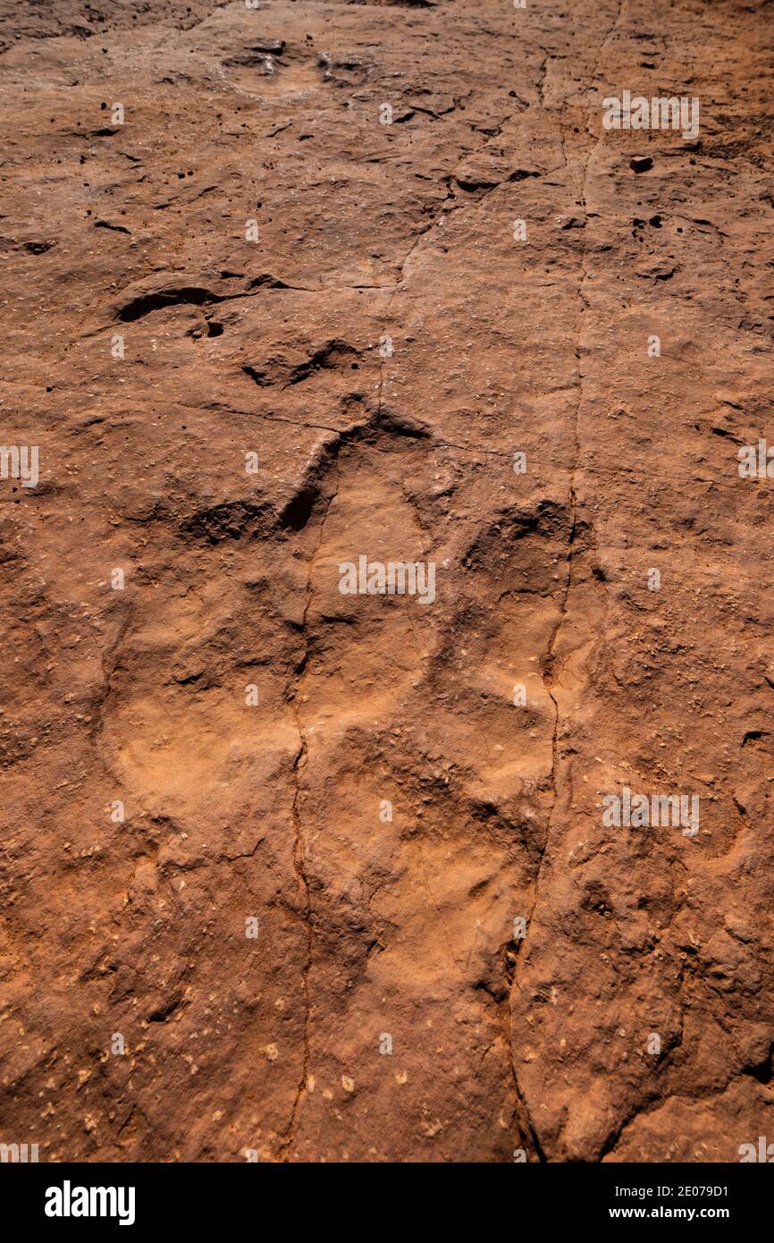 Dilophosaurus utah hi-res stock photography and images - Alamy