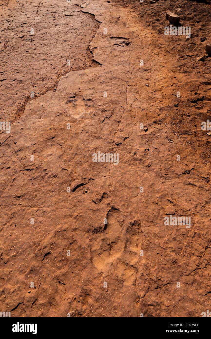 Trackway of a Dilophosaurus meat-eating, bipedal theropod dinosaur that ...