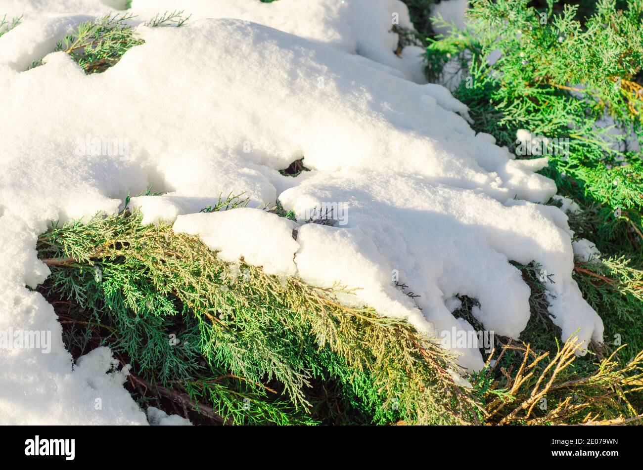 Green conifer tree hi-res stock photography and images - Alamy