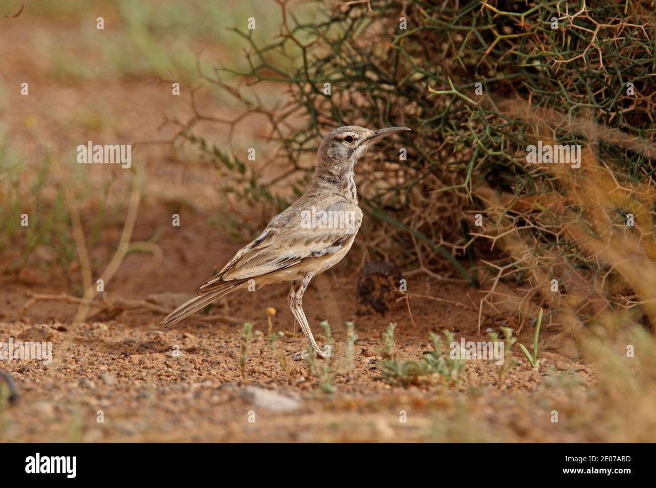 Greater hoopoe lark alaemon alaudipes hi-res stock photography and ...