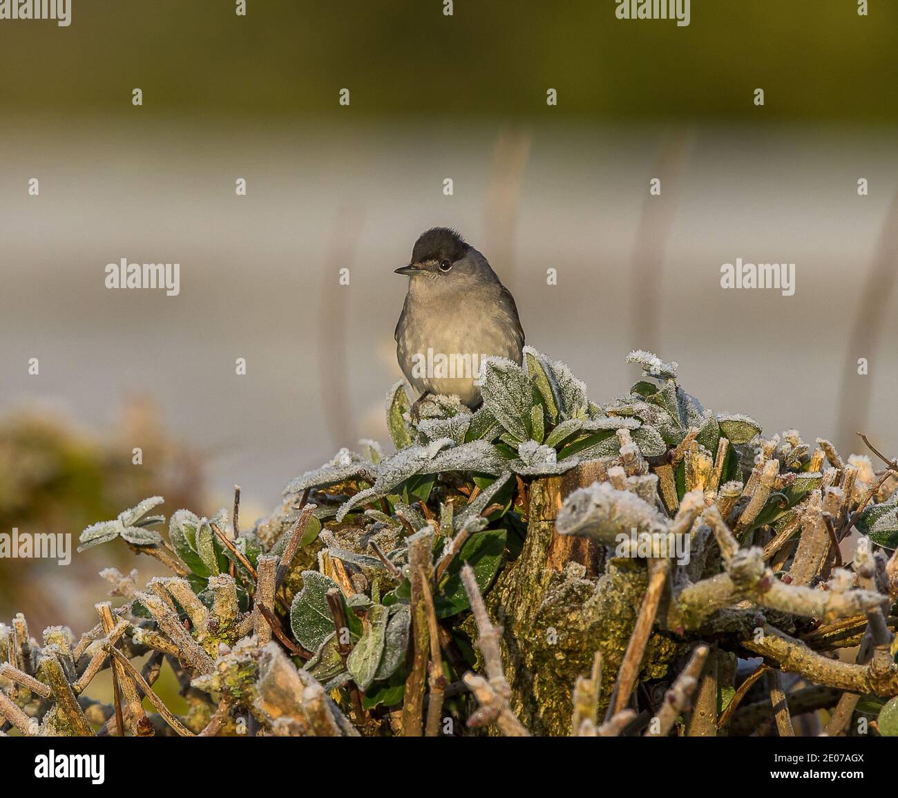 Blackcap in flight hi-res stock photography and images - Alamy