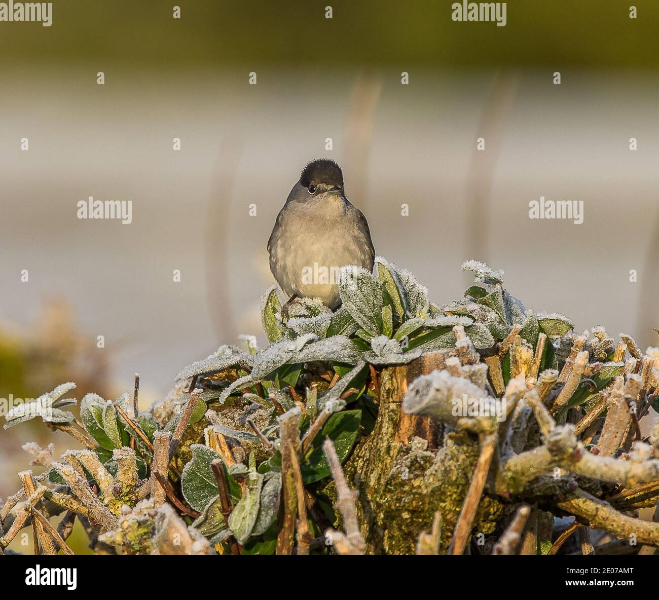 Blackcap winter visitor hi-res stock photography and images - Alamy