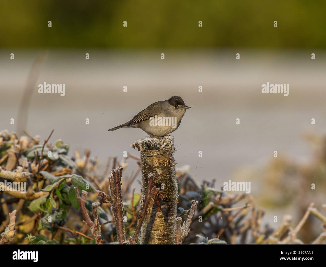 Blackcap in flight hi-res stock photography and images - Alamy