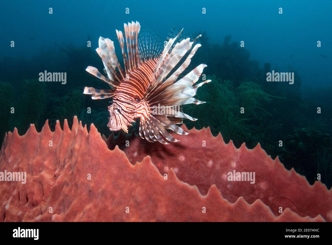 Lionfish pterois volitans giant hi-res stock photography and images - Alamy