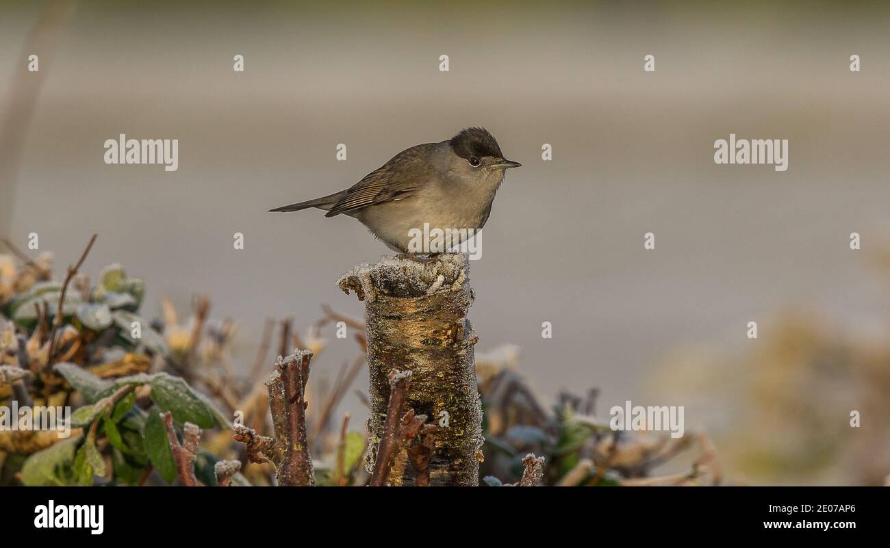 Blackcap in flight hi-res stock photography and images - Alamy