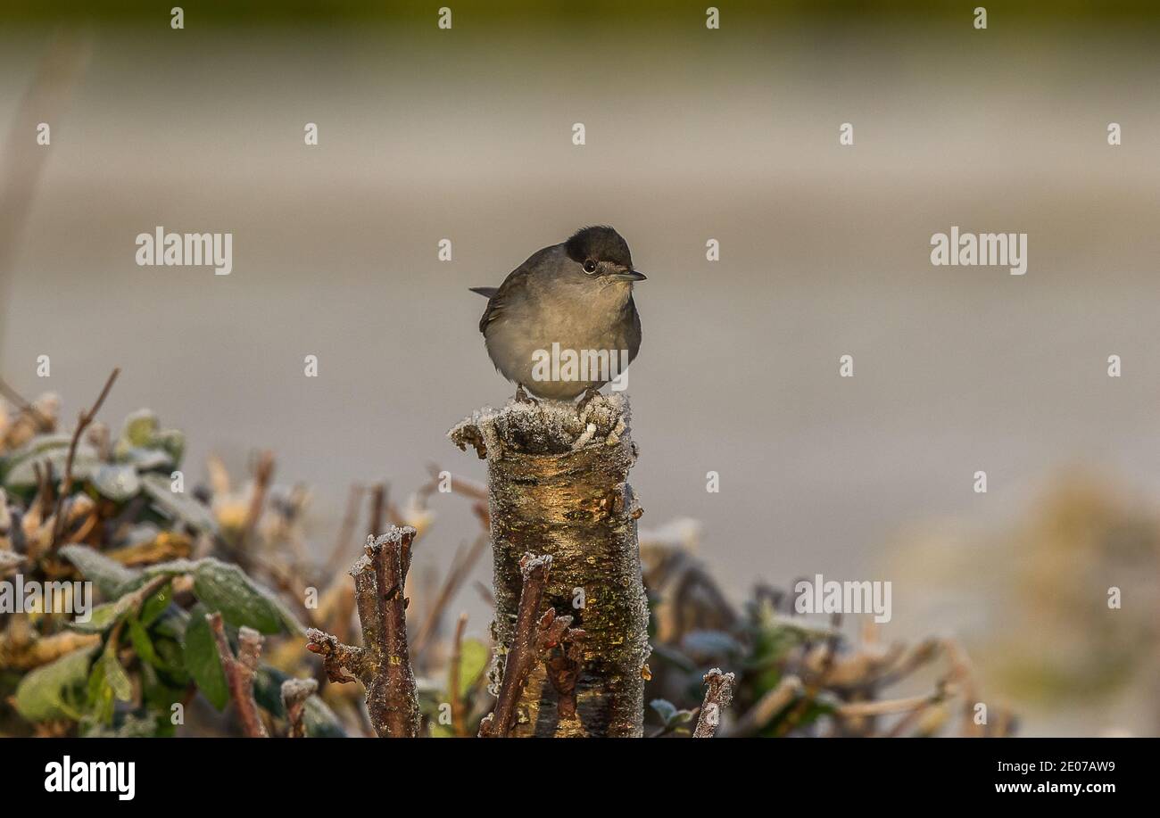 Blackcap in flight hi-res stock photography and images - Alamy