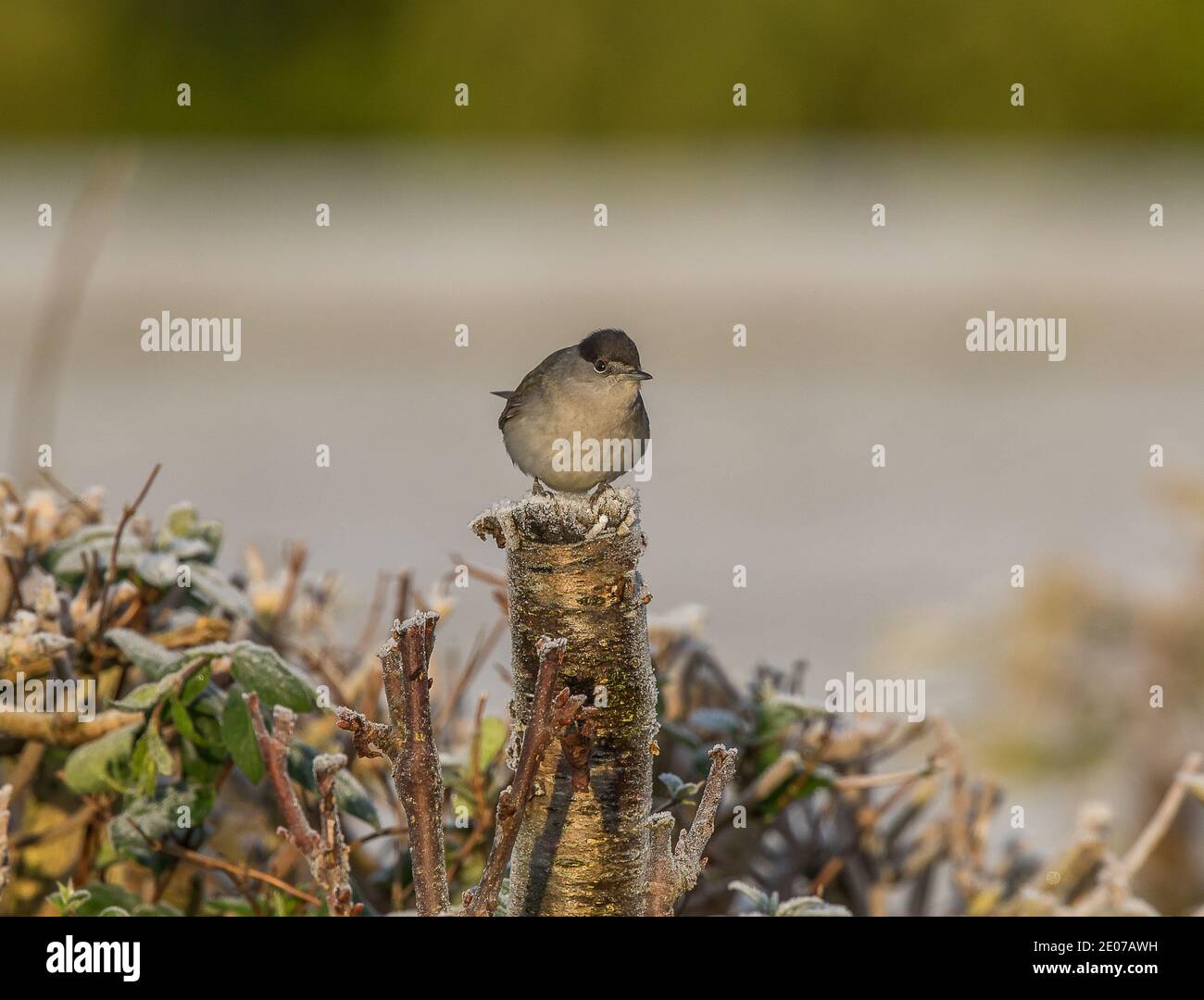Blackcap in flight hi-res stock photography and images - Alamy