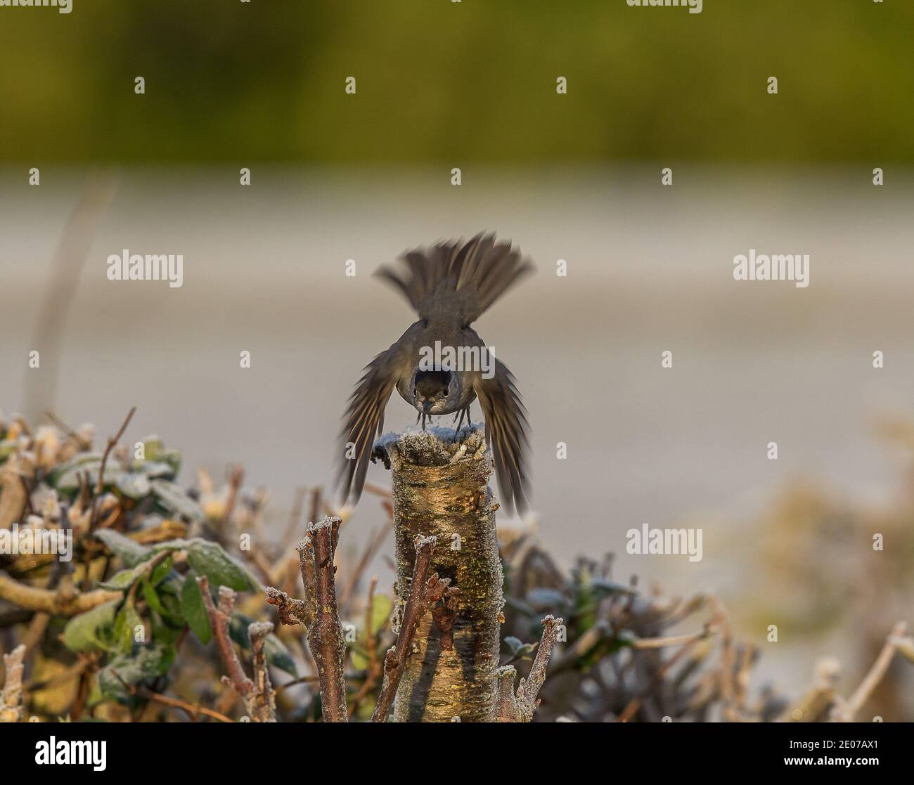 Blackcap in flight hi-res stock photography and images - Alamy