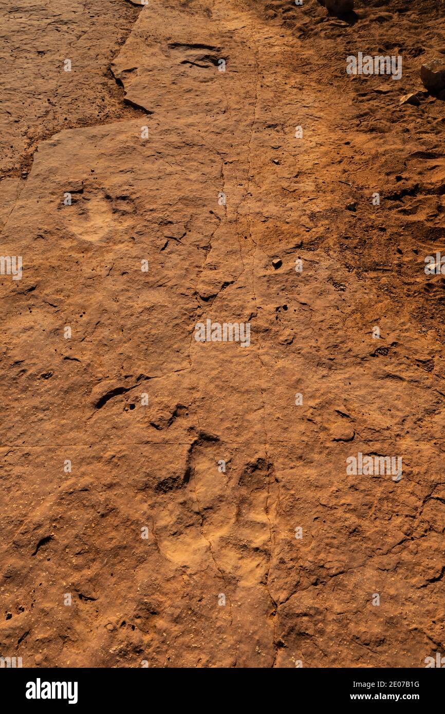 Tracks of a Dilophosaurus meat-eating, bipedal theropod dinosaur that ...
