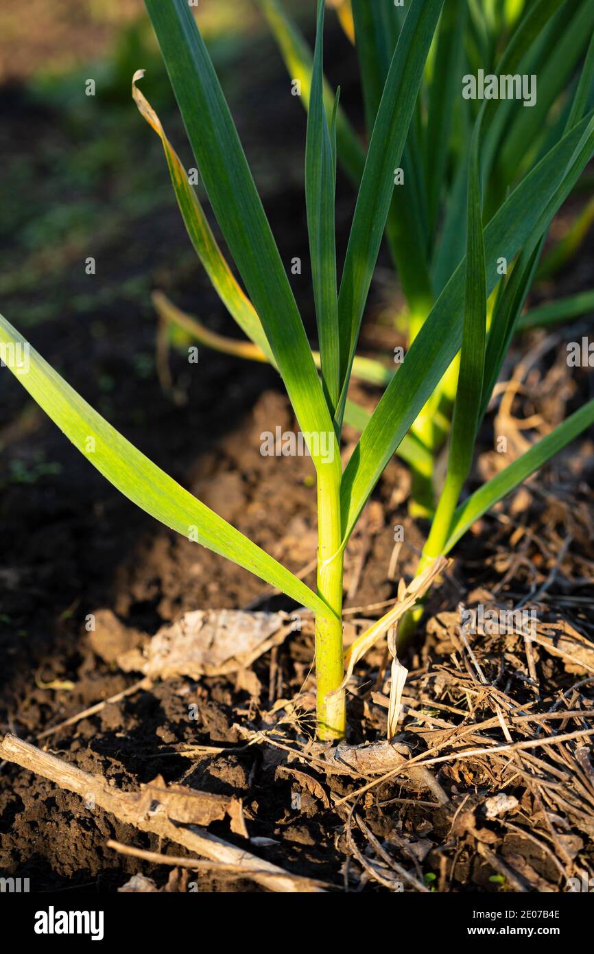 Garlic stem in organic garden, eco living Stock Photo - Alamy