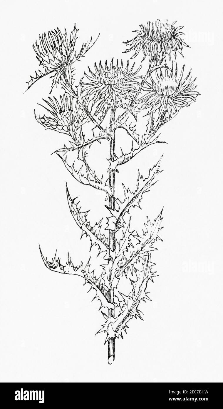 Thistles drawings hi-res stock photography and images - Alamy
