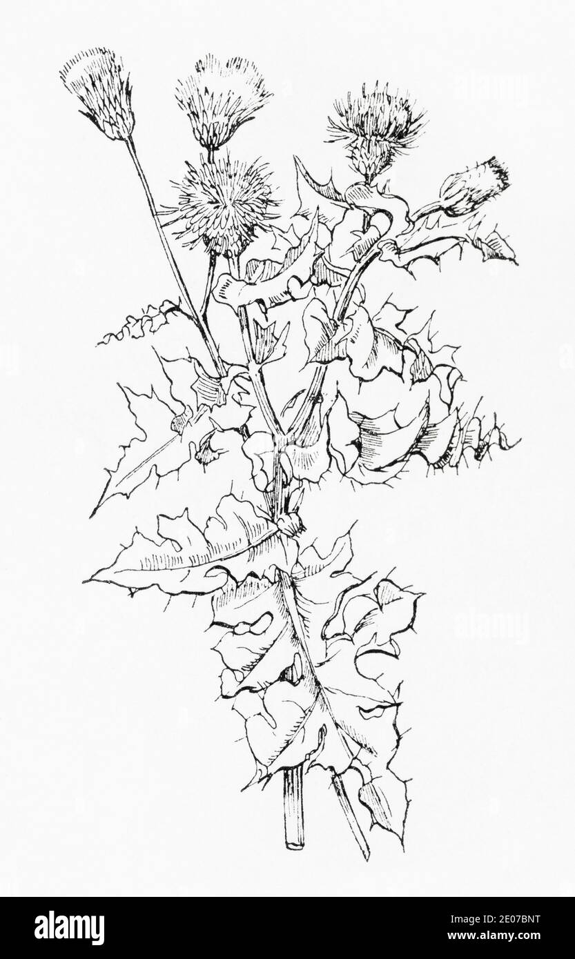 Thistle illustration hi-res stock photography and images - Alamy