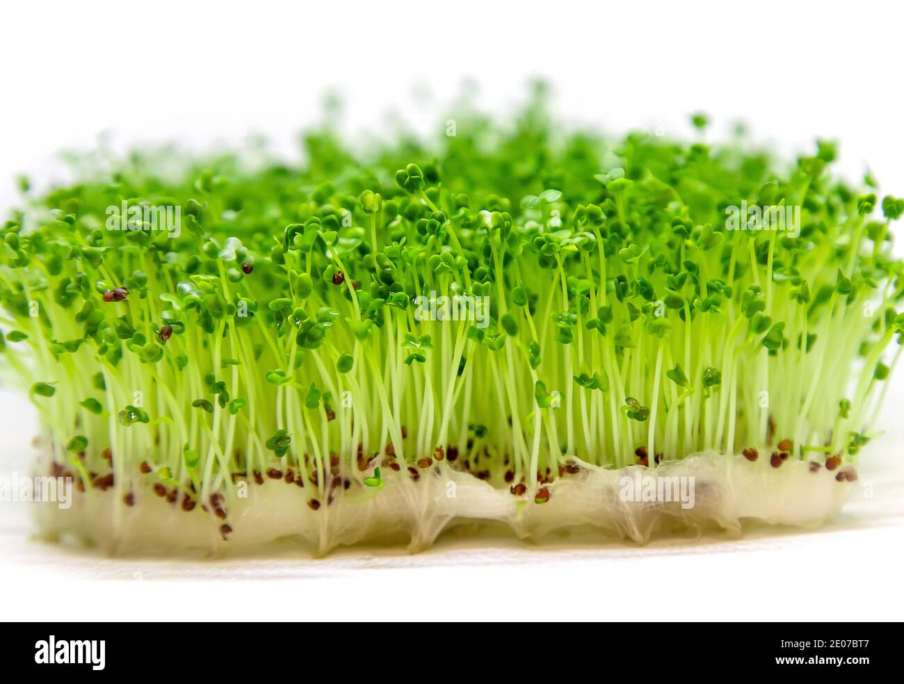 Microgreen arugula sprouts isolate on a white background. Selective focus. nature Stock Photo ...