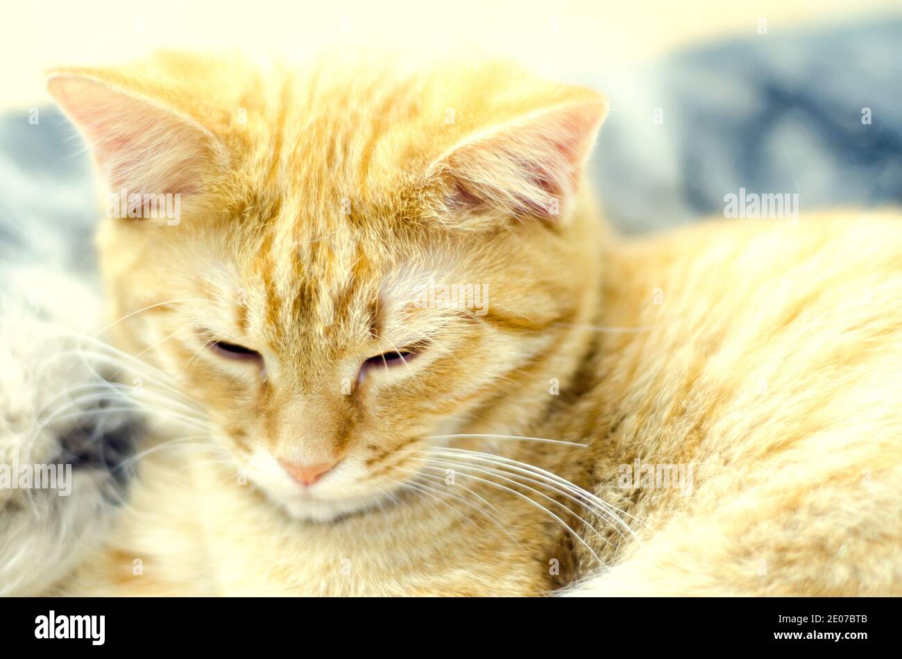 Closeup portrait cat hi-res stock photography and images - Alamy