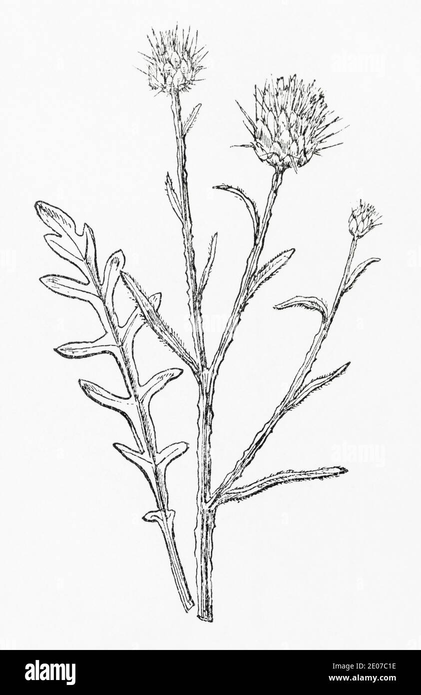 Thistle botanical illustration hi-res stock photography and images - Alamy