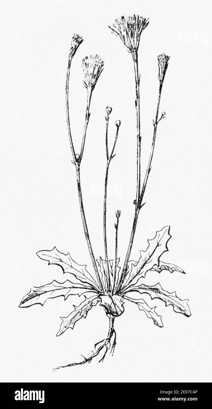 Old botanical illustration engraving of Smooth Cats-ear / Hypochaeris ...