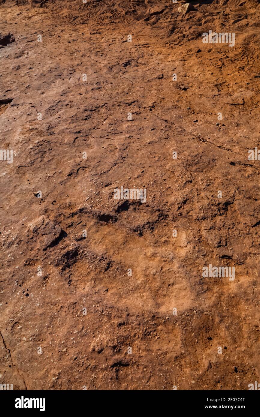 Tracks of a Dilophosaurus meat-eating, bipedal theropod dinosaur that ...