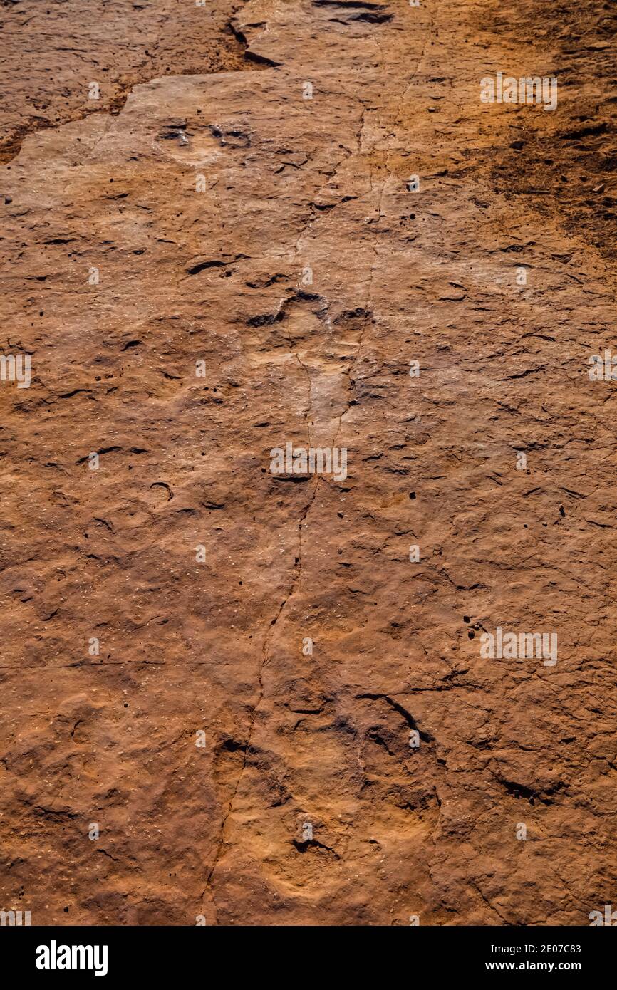 Tracks of a Dilophosaurus meat-eating, bipedal theropod dinosaur that ...