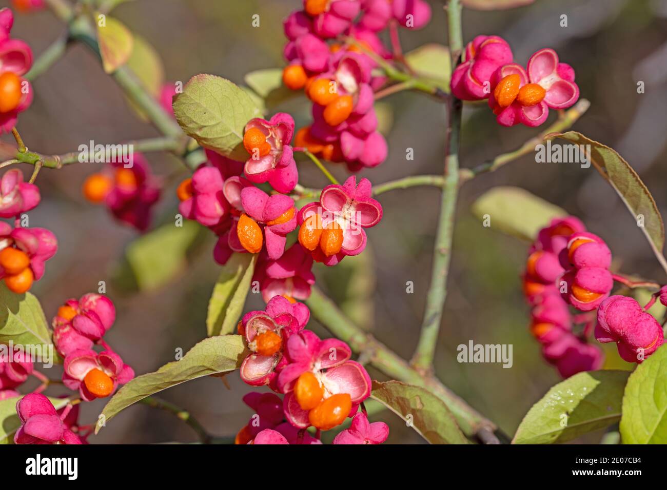 Euonymus Europaeus Bloom High Resolution Stock Photography and Images ...