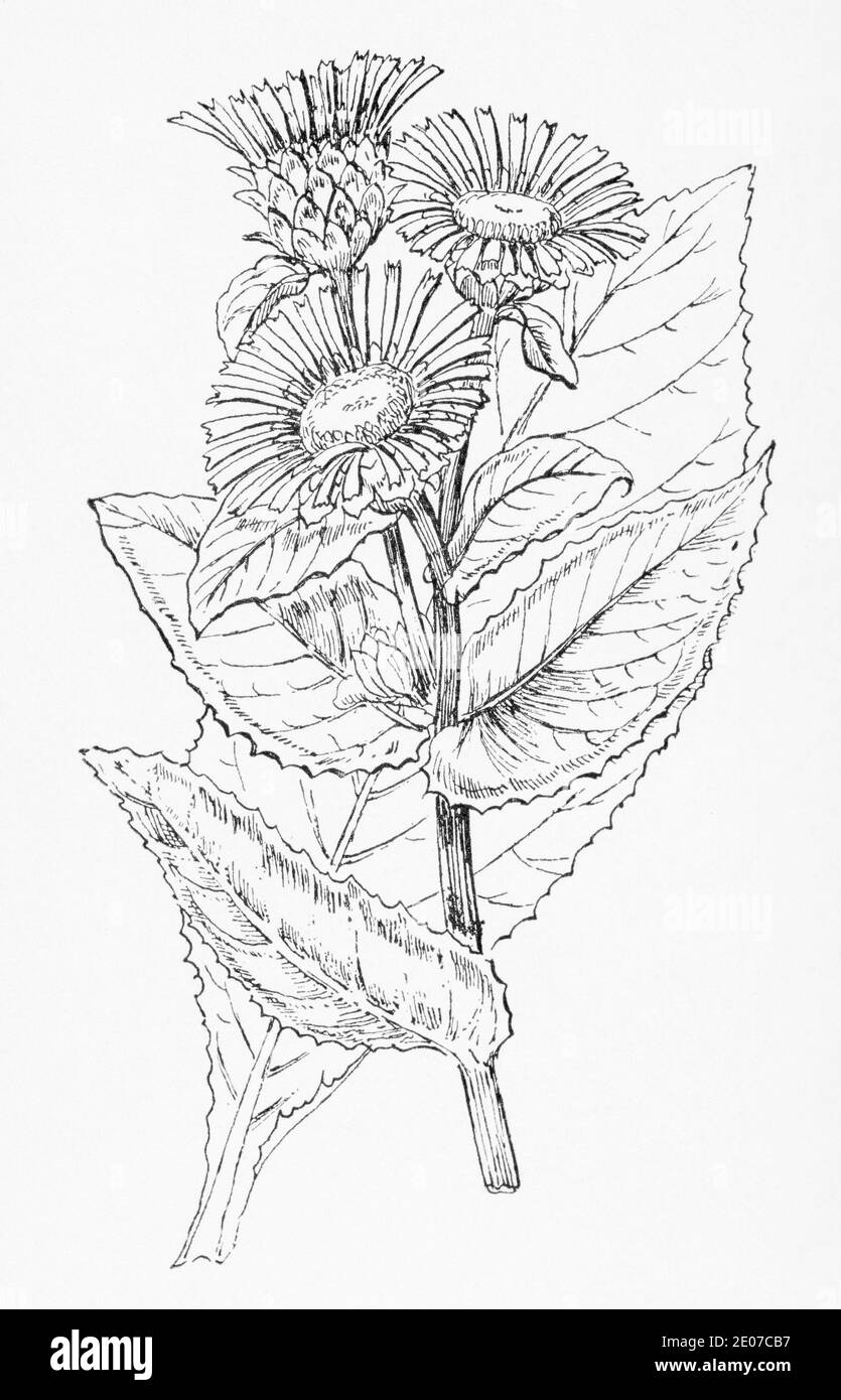 Old botanical illustration engraving of Elecampane / Inula helenium ...