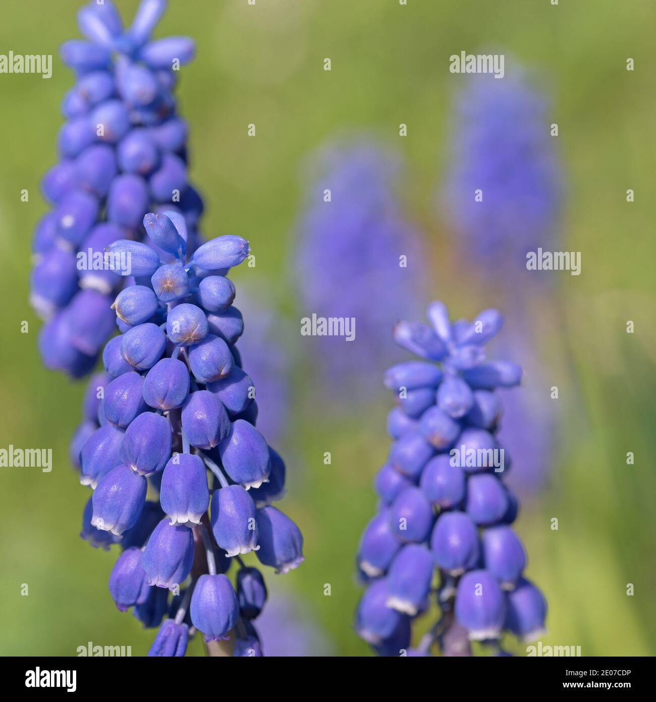 Flowering grape hyacinths, muscari, in spring Stock Photo - Alamy
