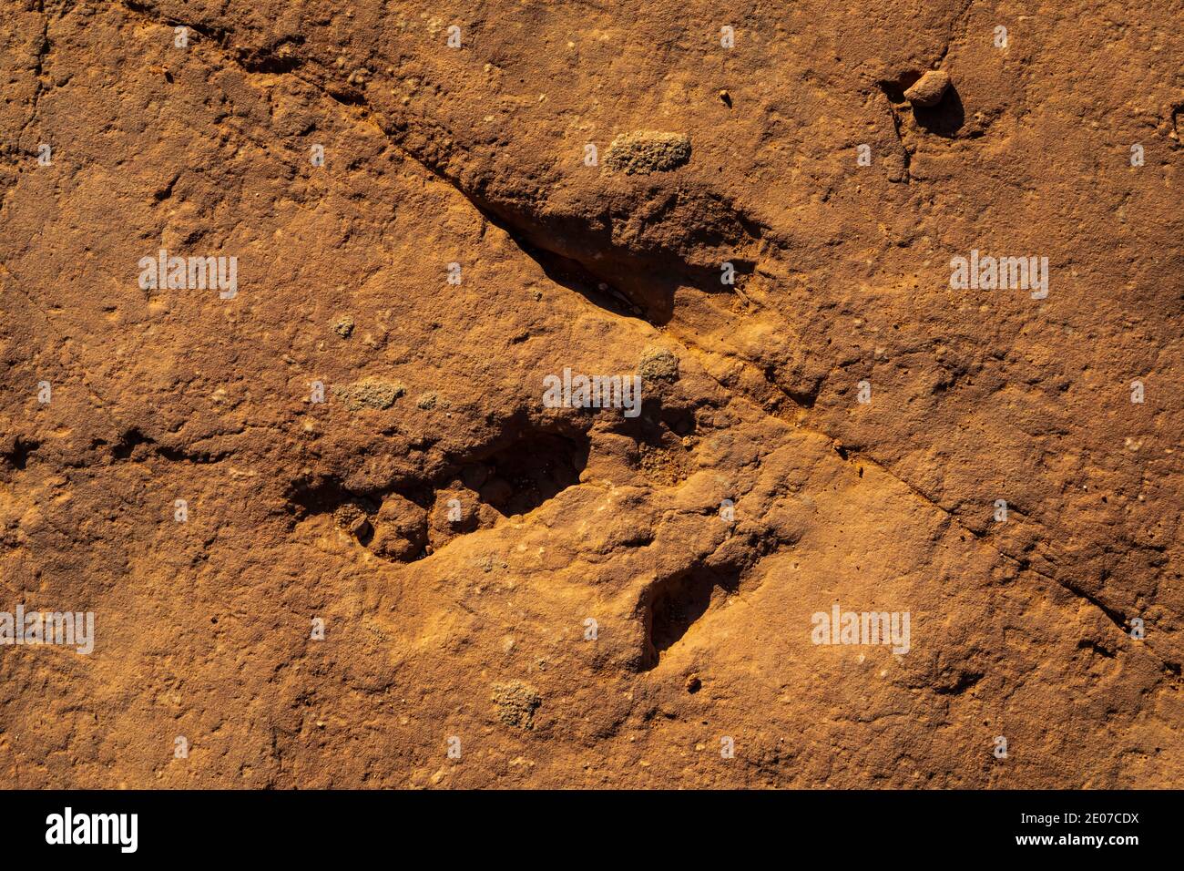 Megapnosaurus track at BLM's Warner Valley Dinosaur Track Site near St ...