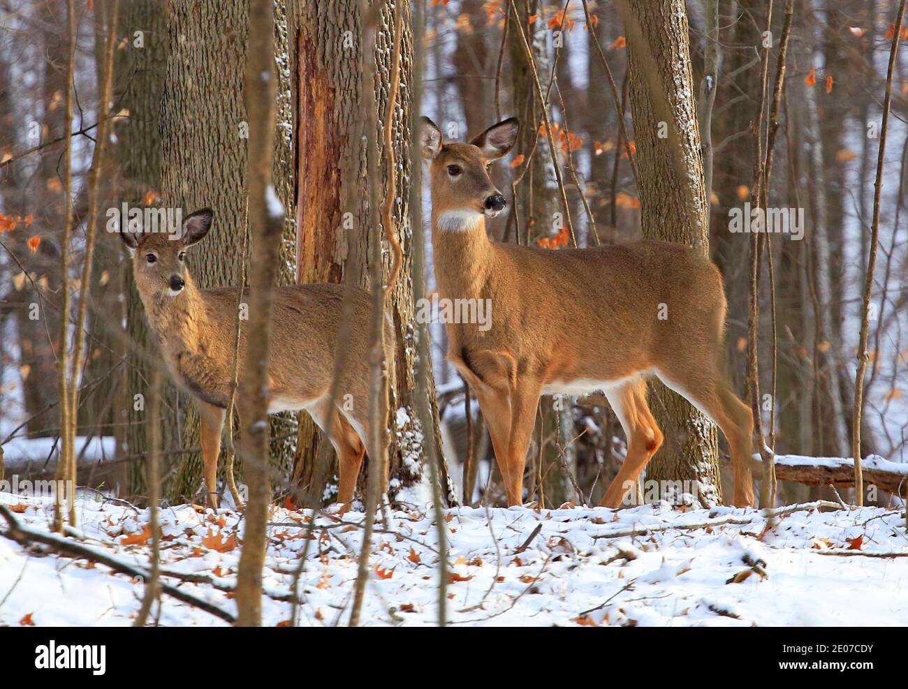 Deer family portrait hi-res stock photography and images - Alamy