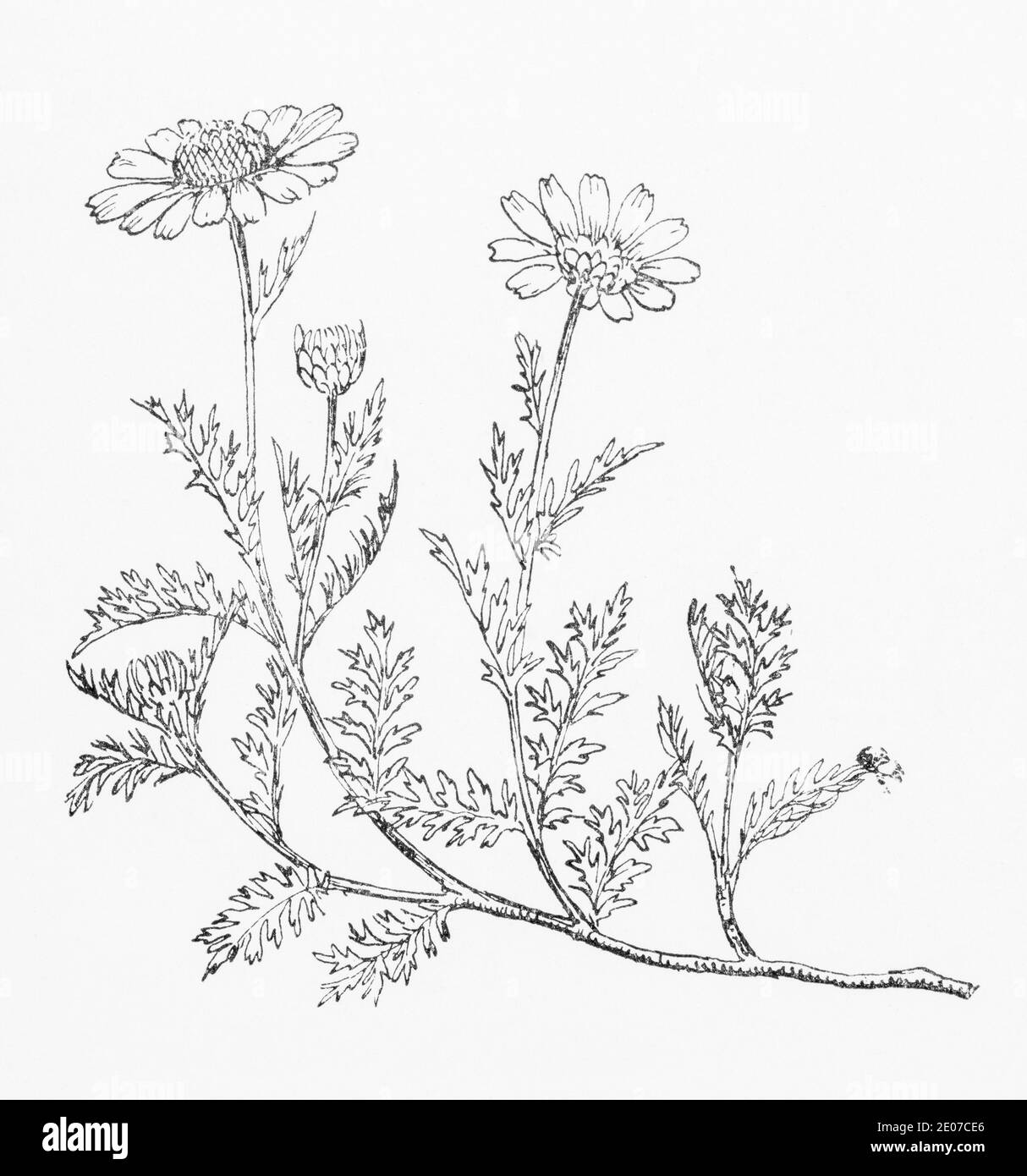 Old picture of camomile Cut Out Stock Images & Pictures - Alamy