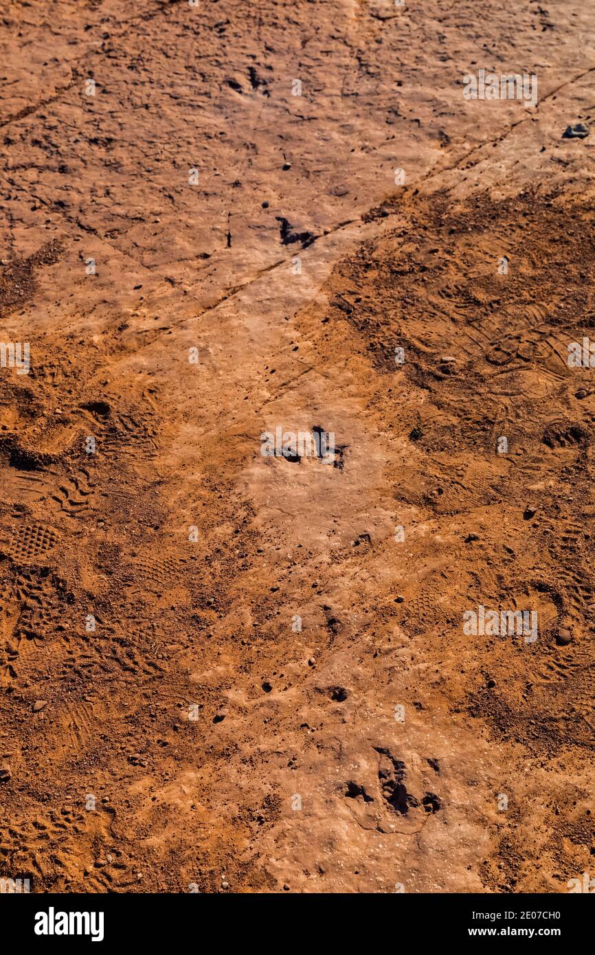 Megapnosaurus track at BLM's Warner Valley Dinosaur Track Site near St ...